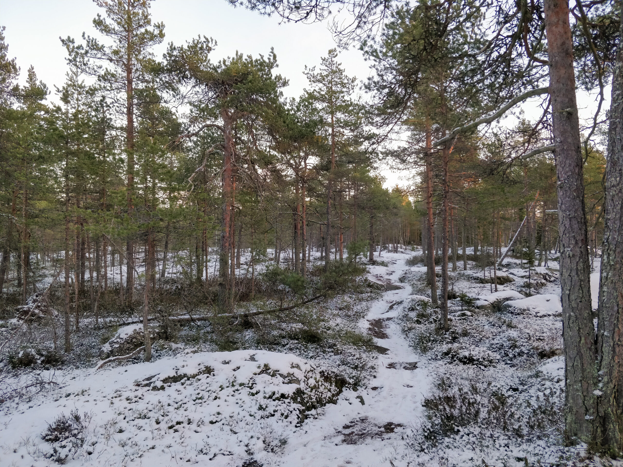 Självständighetsdag med spring i skogen